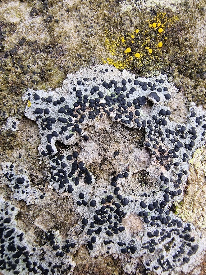 Rock Disk Lichen from Sandstone Rooks between Hendall Manor Farm & Rock ...
