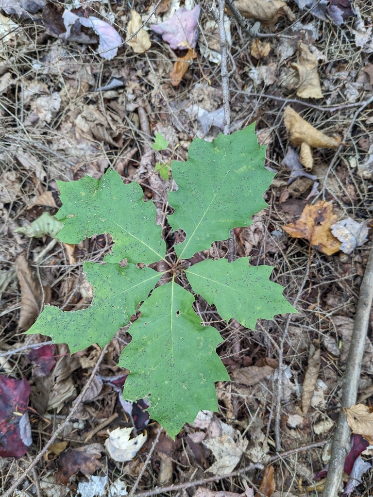 northern red oak from Windsor, NH 03244, USA on October 12, 2023 at 01: ...