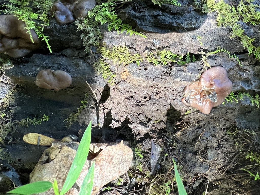 Copper Penny Fungus from Albert Johnson Rd, Nashville, IN, US on ...
