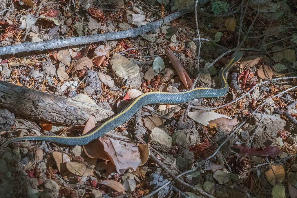 Santa Cruz Aquatic Garter Snake from Santa Clara County, CA, USA on ...