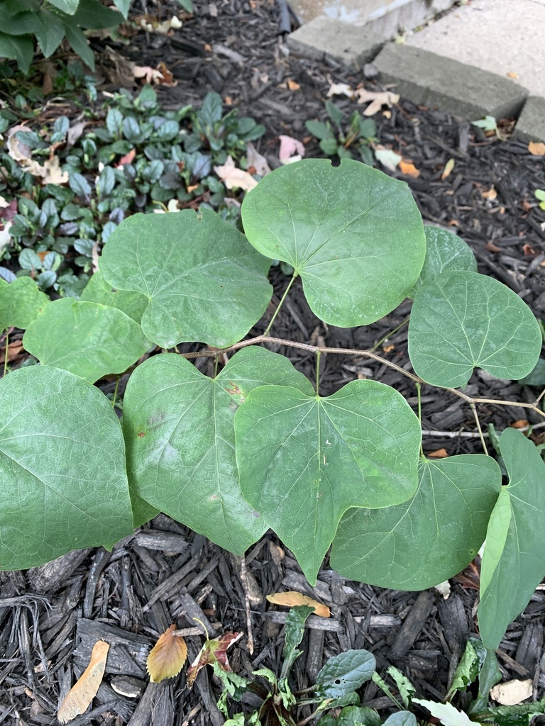 eastern redbud from Judith St, Westland, MI, US on October 13, 2023 at ...
