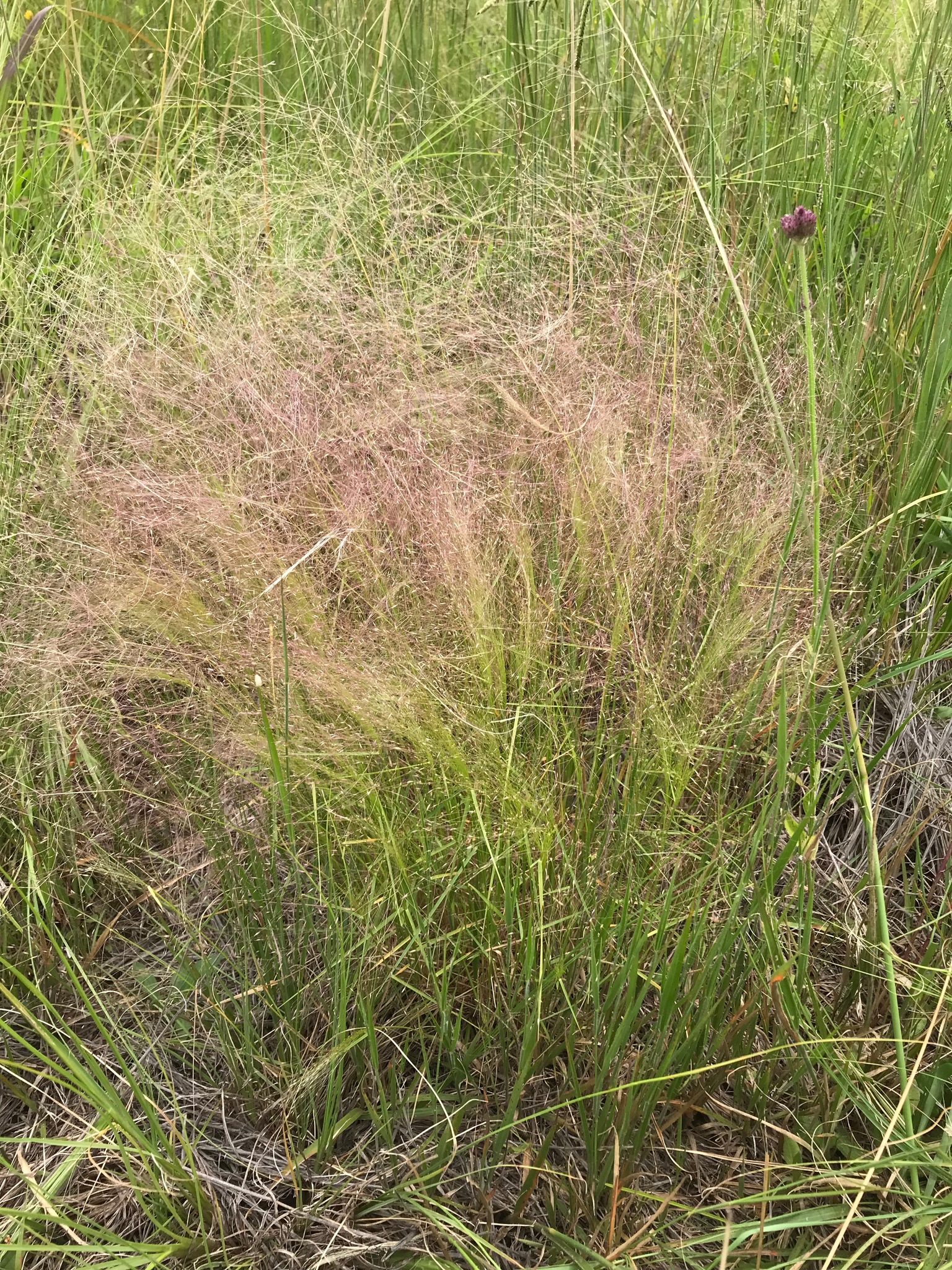 Agrostis montevidensis Spreng. ex Nees