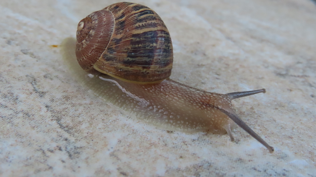 Garden Snail from 90 de Villiers Way, Glencairn, Cape Town, 7975, South ...