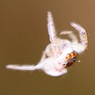White-jawed Jumping Spider from Shepard Settlement, Onondaga County, NY ...