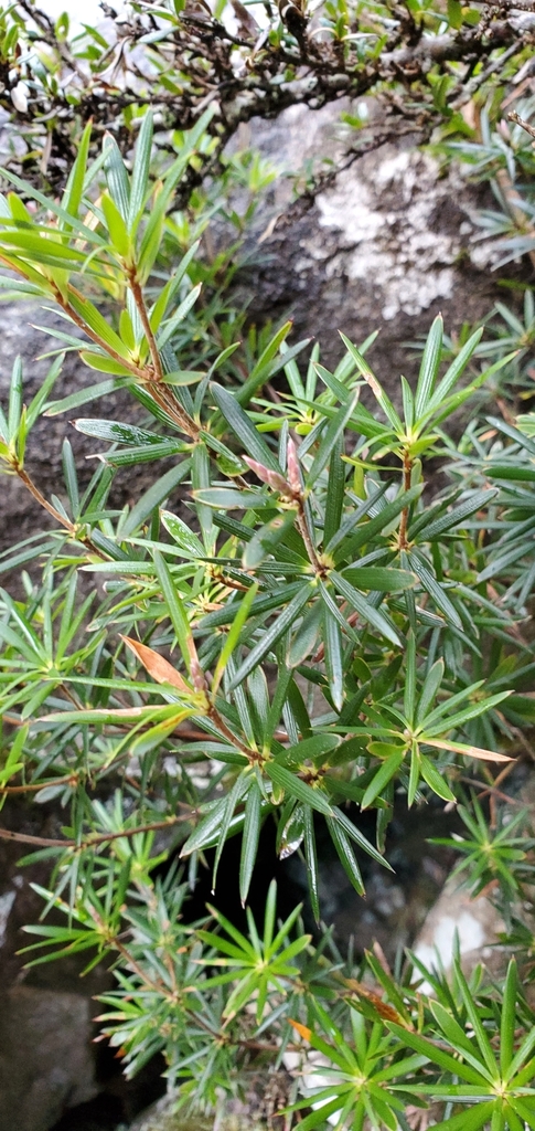Cheeseberry from City of Hobart, TAS, Australia on October 13, 2023 at ...