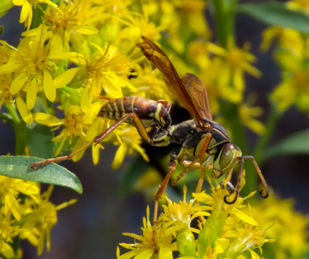 Dark Paper Wasp from Boone County, MO, USA on October 7, 2023 at 03:04 ...