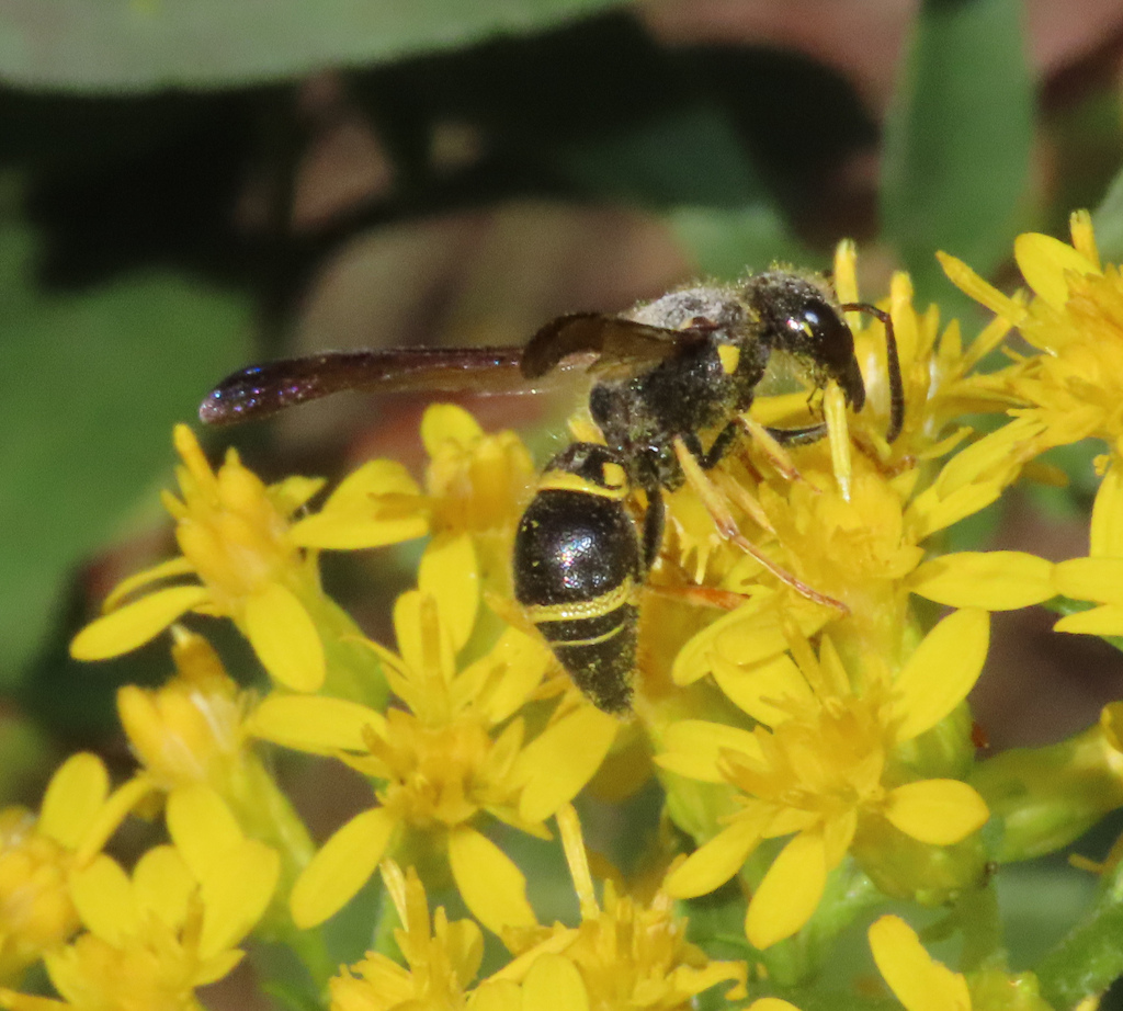 Smiling Mason Wasp from Boone County, MO, USA on September 30, 2023 at ...