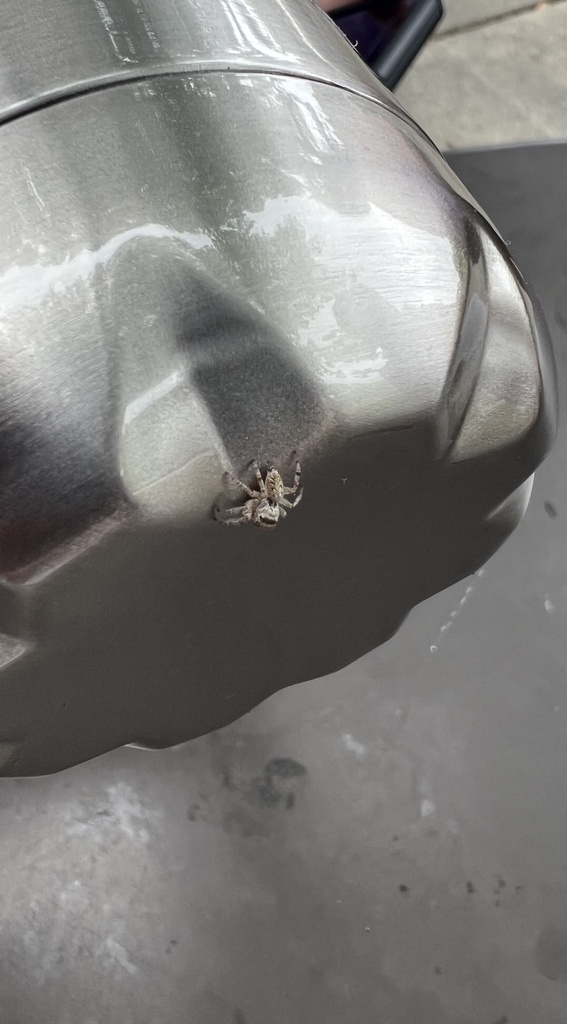 Bronze Jumping Spider from Virginia Polytechnic Institute and State ...