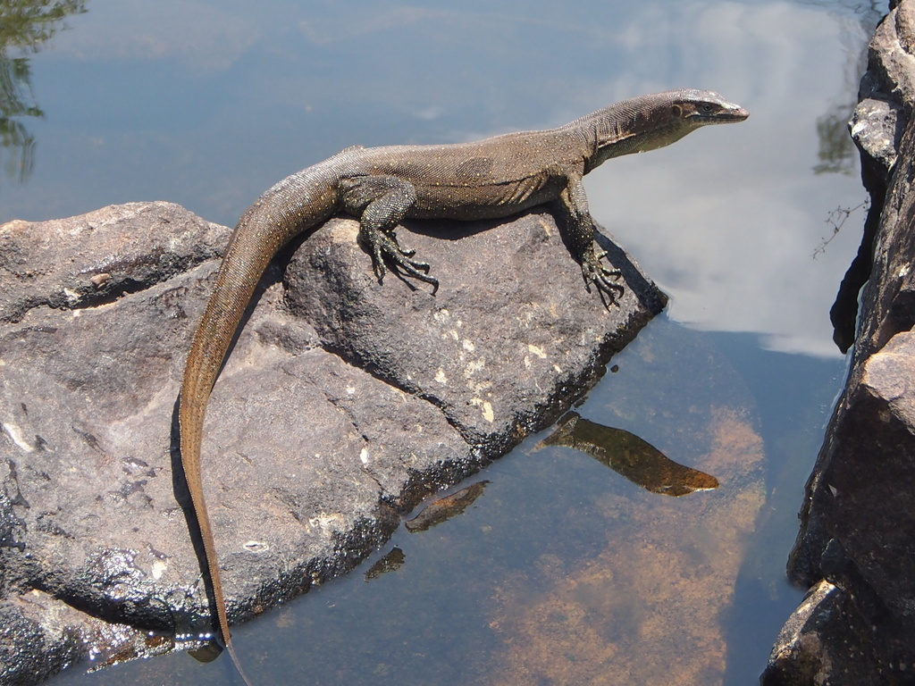 Mertens' Water Monitor in October 2018 by sam__banks · iNaturalist