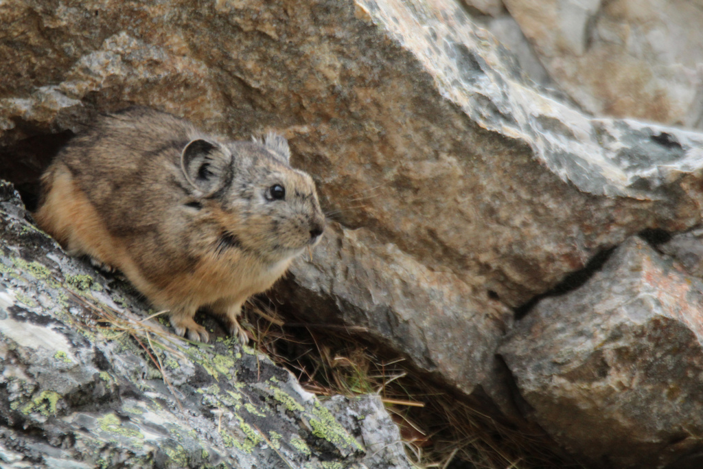 Alpine Pika from Кош-Агачский р-н, Респ. Алтай, Россия on September 19 ...