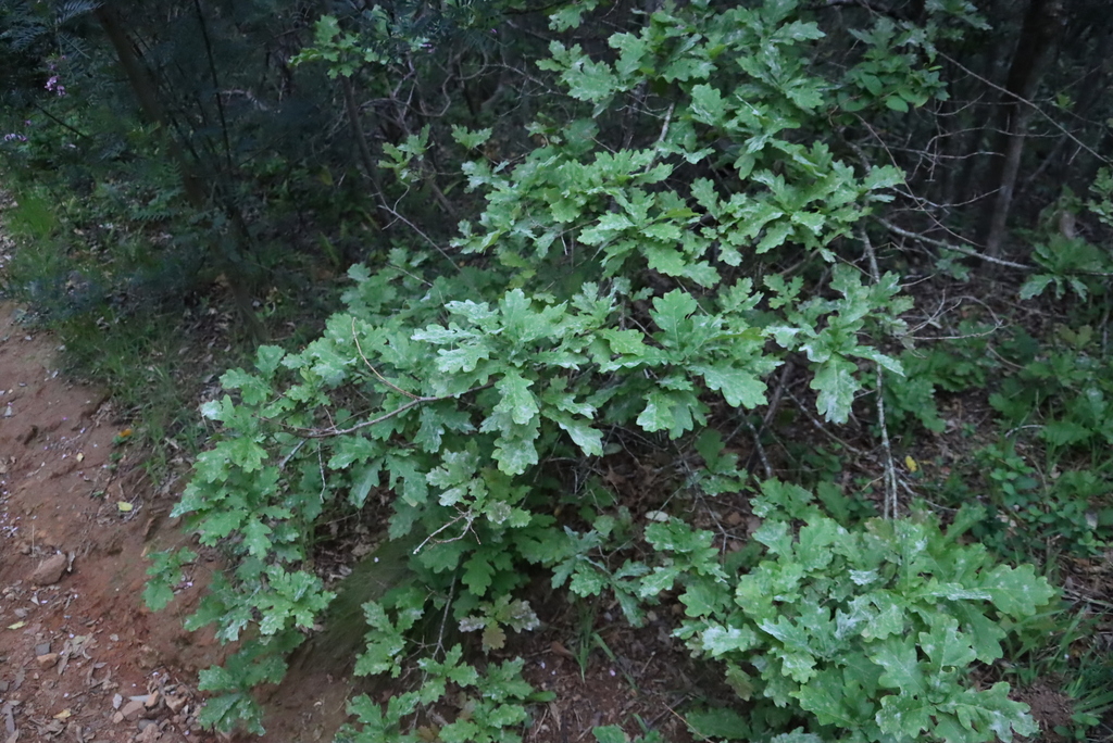 English oak from ascent up Newlands Stream to the Contour Path ...