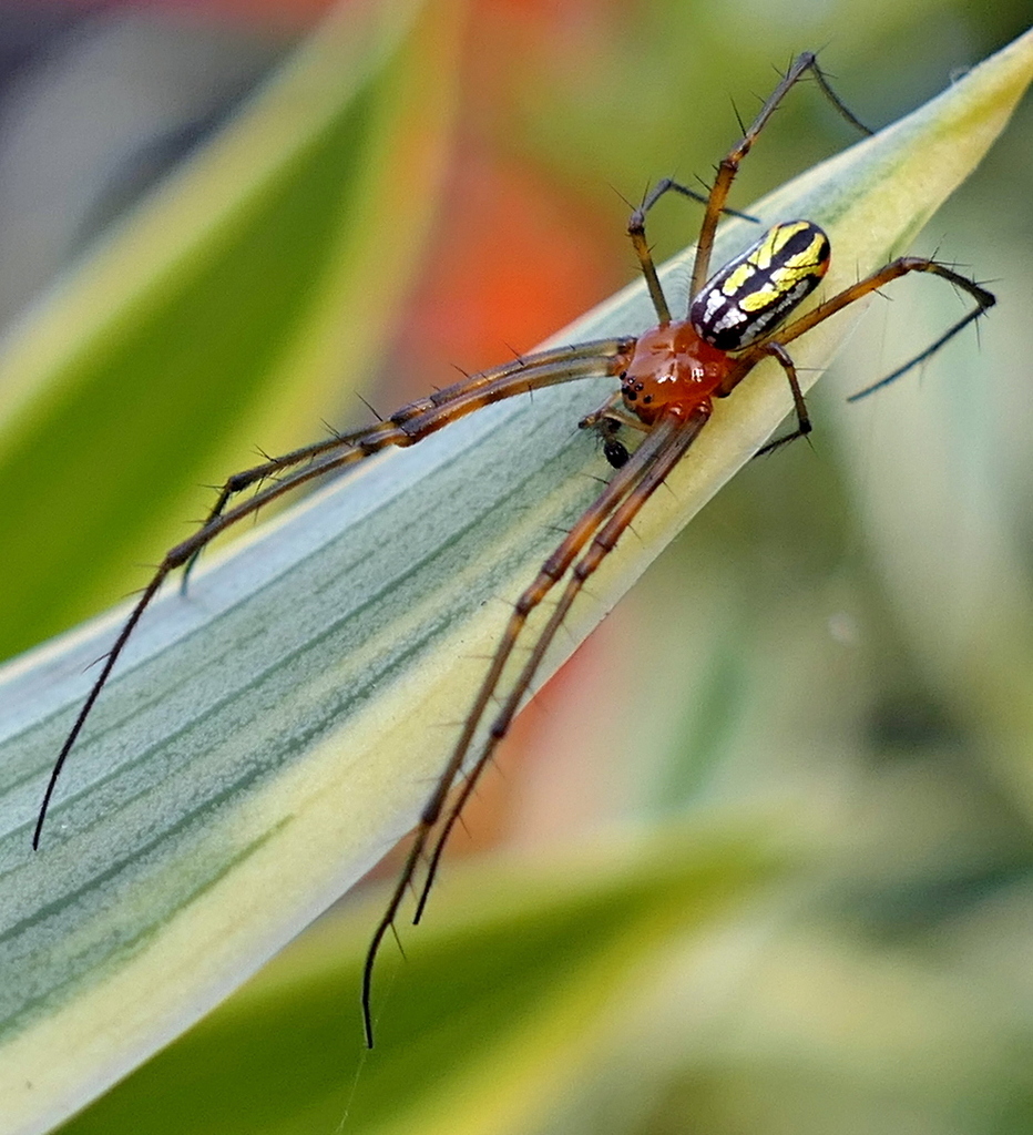 Orchard Spiders and Allies from Zona rural de Paudalho - Pernambuco on ...