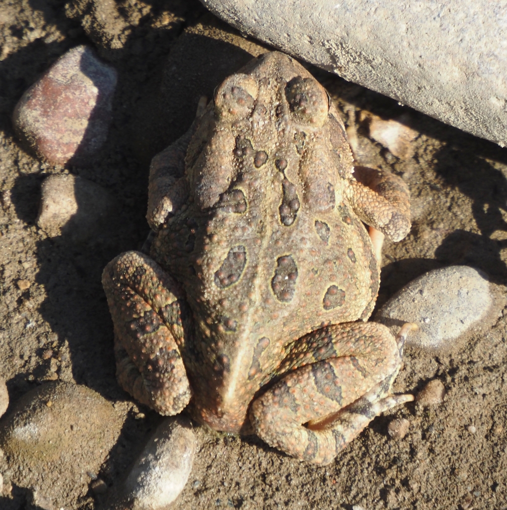 Fowler's Toad from East End, Cincinnati, OH, USA on October 13, 2023 at ...
