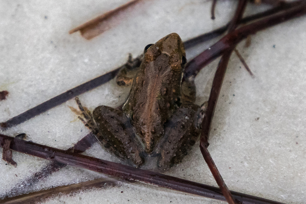 Southern Cricket Frog from Geneva, FL 32732, USA on October 13, 2023 at ...
