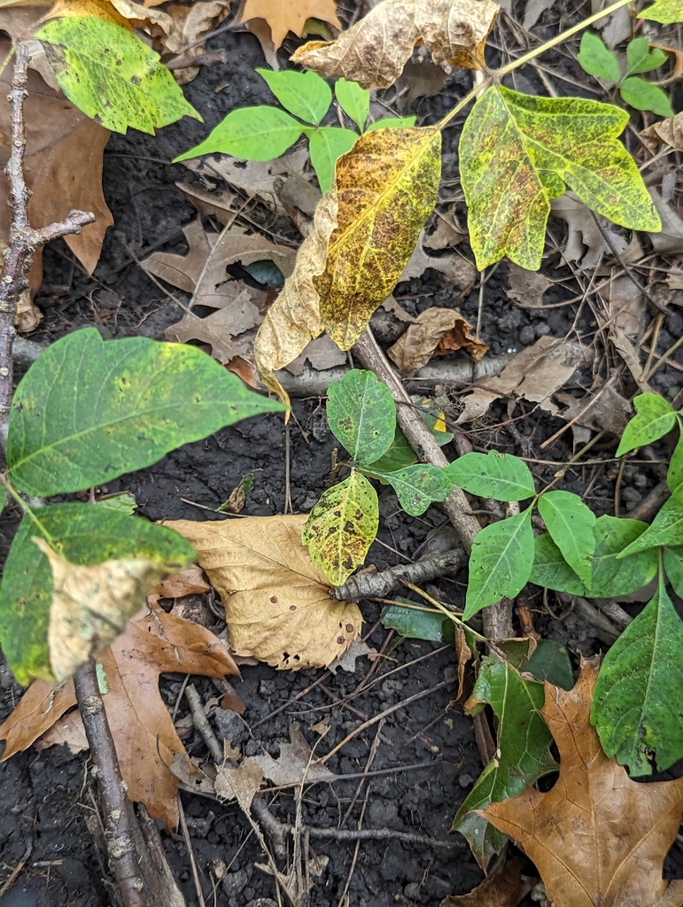 Poison ivy rust from Taylor, MI 48180, USA on October 13, 2023 at 03:58 ...
