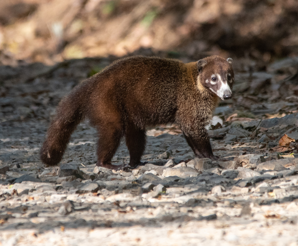 White-nosed Coati from Colon, Panama on February 25, 2019 at 12:19 PM ...