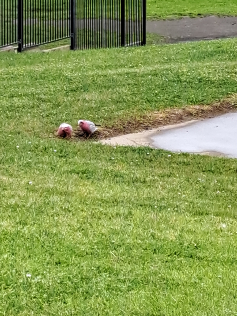 Eastern Galah from Paydon Way/Warana Dr, Hampton Park VIC 3976 ...