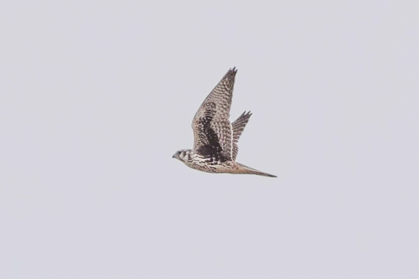 Prairie Falcon from Lake County, OR, USA on September 29, 2023 at 06:16 ...