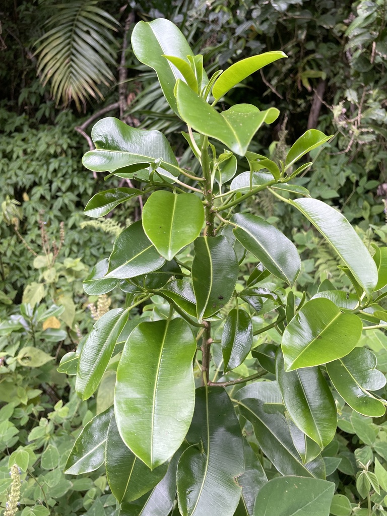 (Sapium laurocerasus) - Botanical Realm