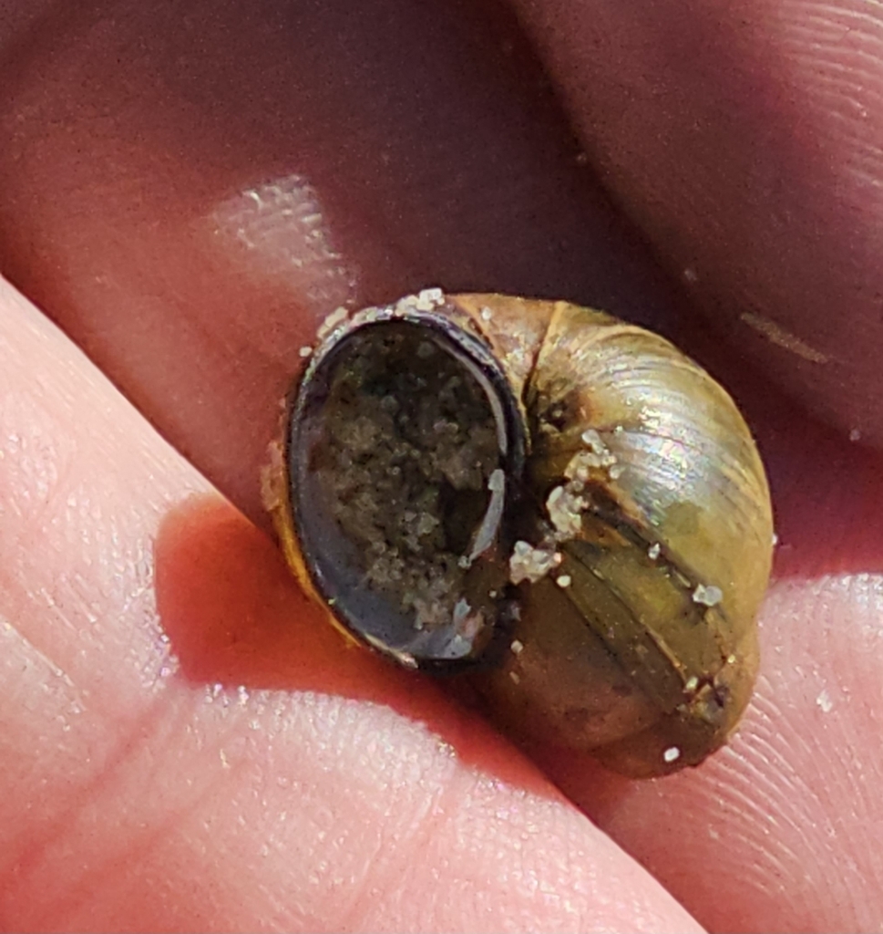 Pointed Campeloma from Fairmount Township, PA, USA on October 13, 2023 ...