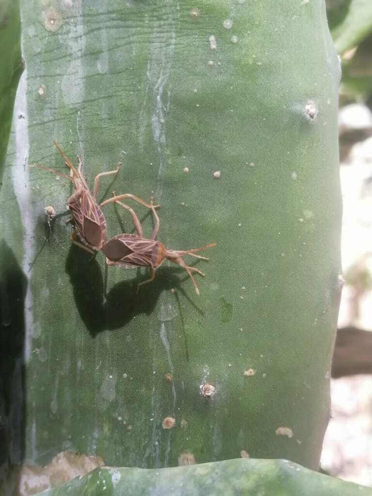 Prickly Pear Bug in October 2023 by Sergio Estrada · iNaturalist