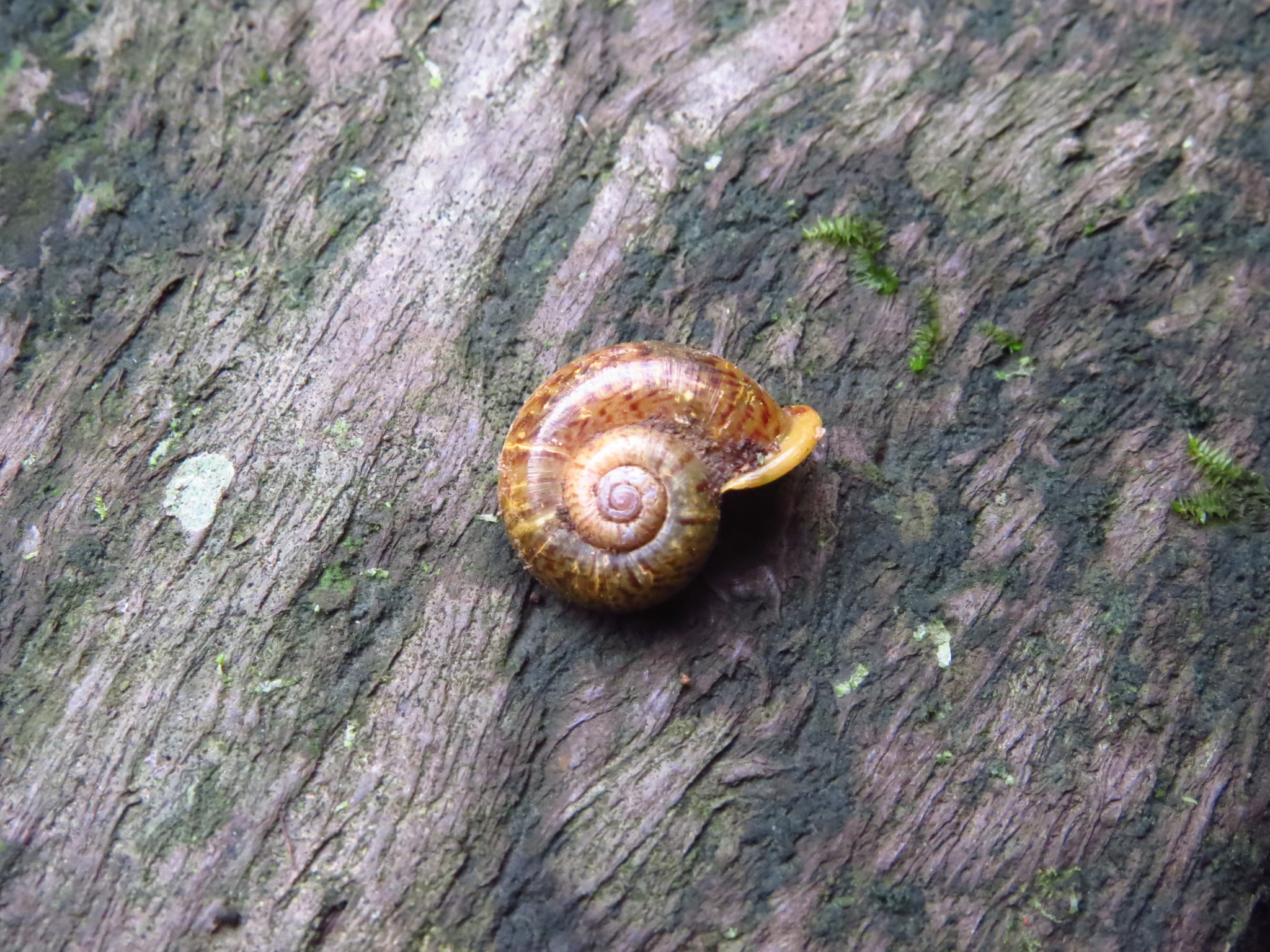 Cyclotus taivanus H.Adams, 1870