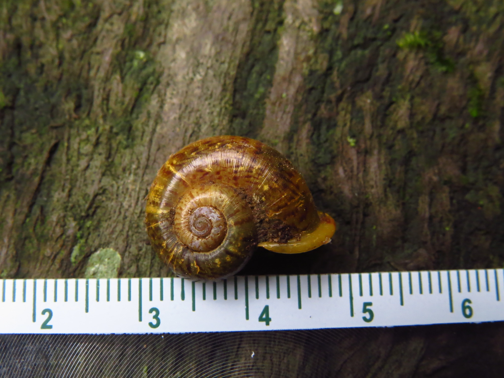 Cyclotus taivanus H.Adams, 1870