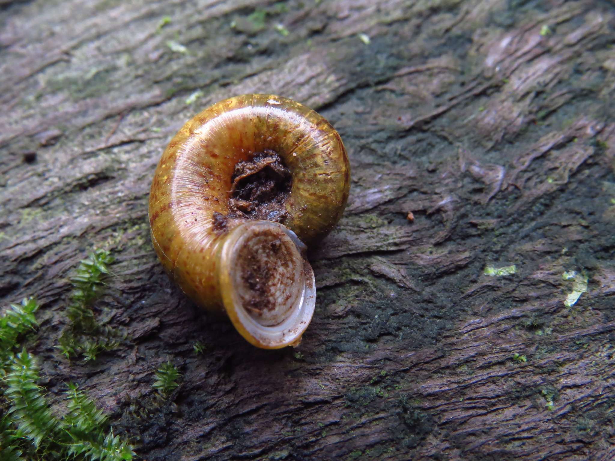 Cyclotus taivanus H.Adams, 1870