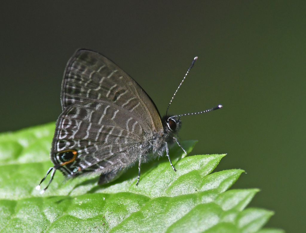 Pointed Line Blue from East Halmahera Regency, North Maluku, Indonesia ...