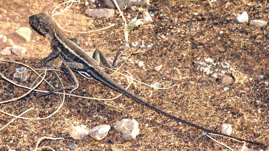 eastern mallee dragon from Swan Reach Conservation Park, SA, AU on ...