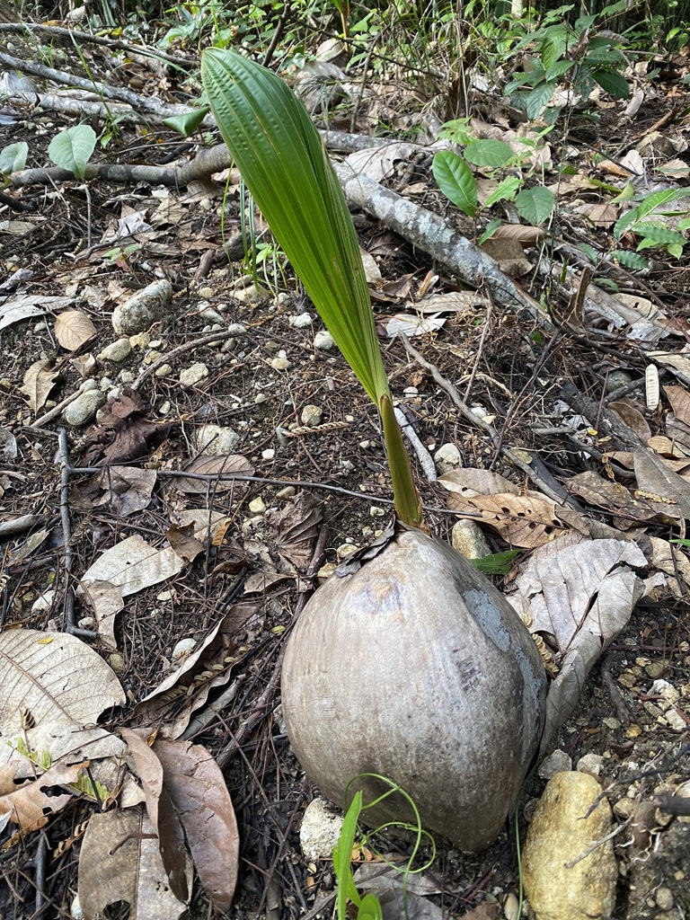 coconut palm from East Halmahera Regency, North Maluku, Indonesia on ...