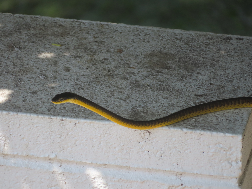 Common Tree Snake from Townsville QLD, Australia on October 2, 2023 at ...