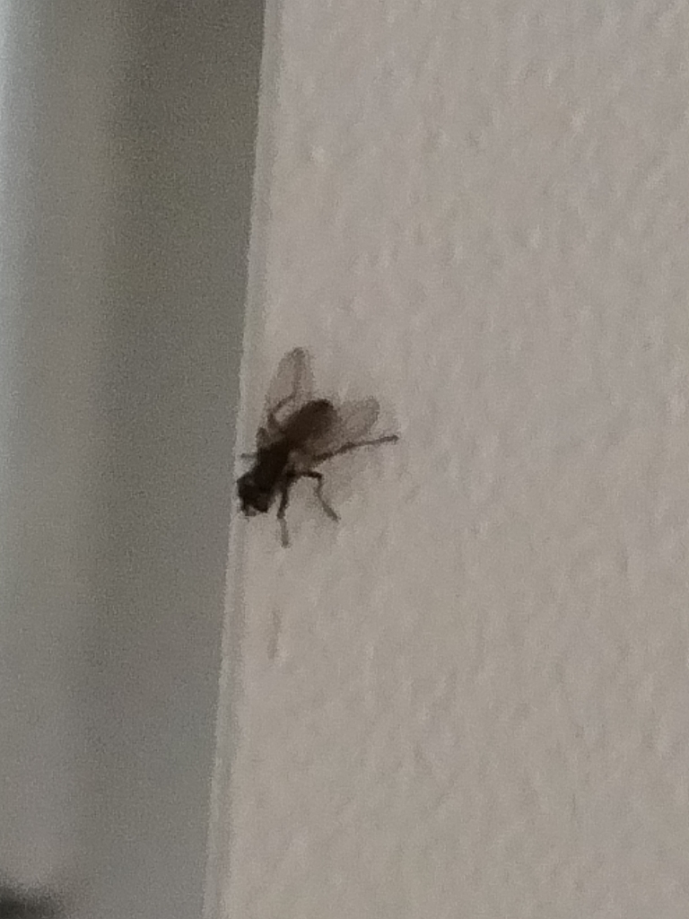 Common House Fly from Maszewo, Polonia on October 13, 2023 at 11:39 AM ...