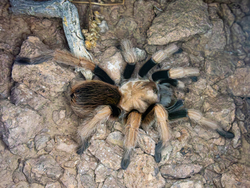 Desert Blonde Tarantula from Yuma County, AZ, USA on September 24, 2023 ...