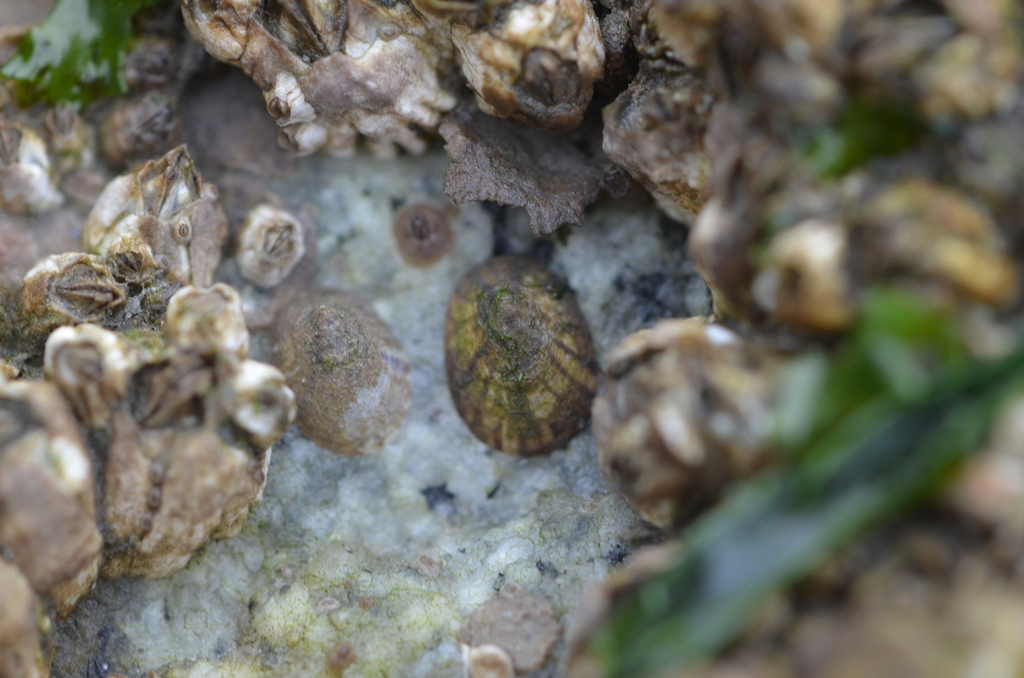 Shield Limpet from Lawton Park, Seattle, WA 98199, USA on October 9 ...