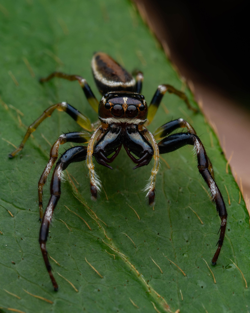 Garden Jumping Spiders from Tamborine National Park, Cedar Creek, QLD ...