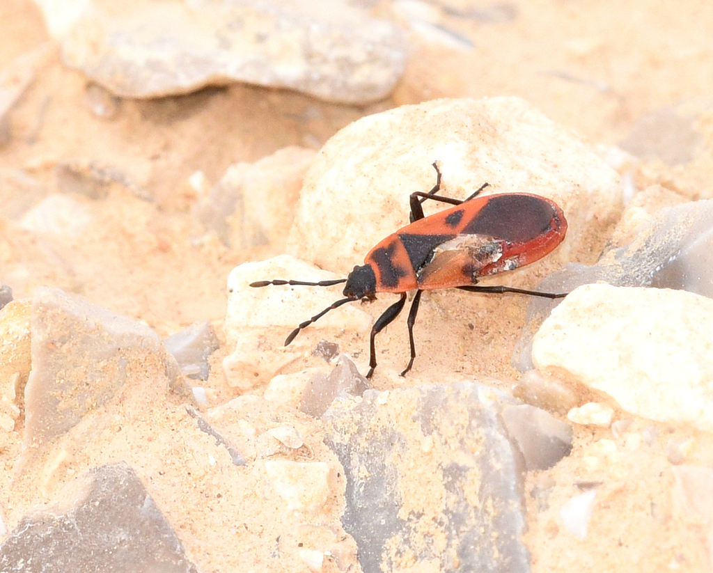 Mediterranean red bug from Be'er Sheva, Israel on October 5, 2023 at 12 ...