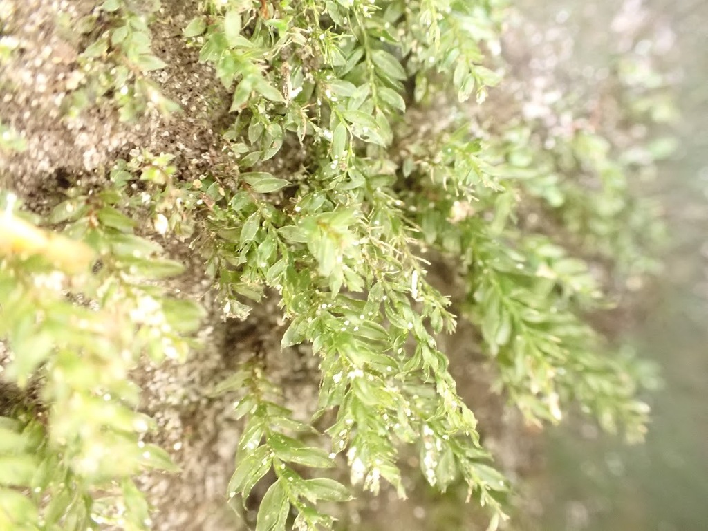 Horn Calcareous Moss from Rock Wood SSSI nr. Heron's Ghyll, East Sussex ...