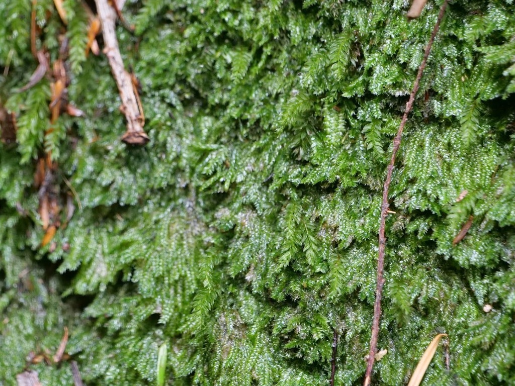 Elegant Silk-moss from Rock Wood SSSI nr. Heron's Ghyll, East Sussex ...