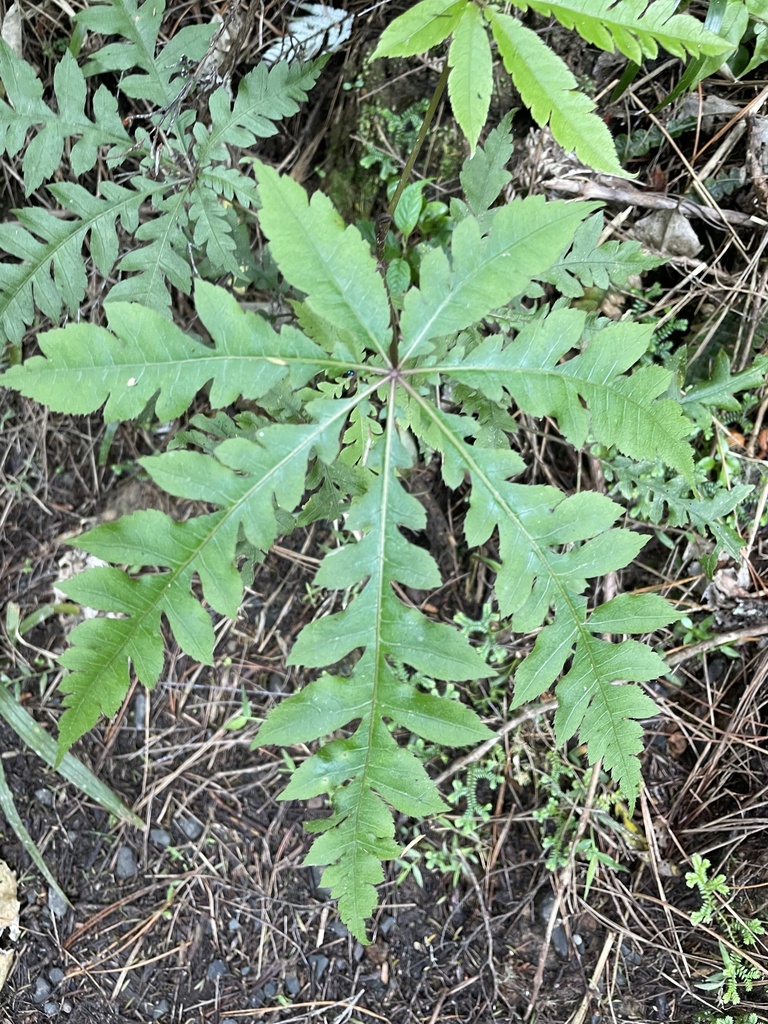 Patē from North Island, Ngāruawāhia, Waikato, NZ on October 13, 2023 at ...