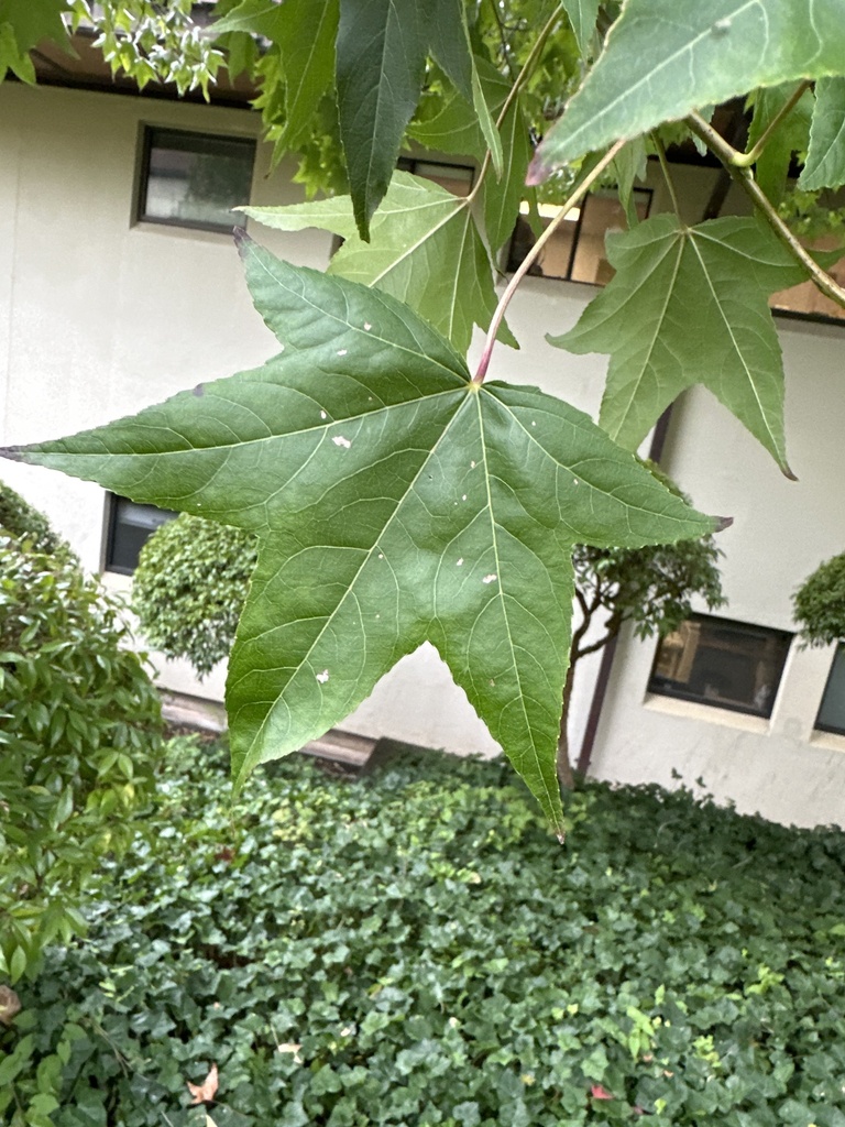 American sweetgum from Cal Poly Humboldt, Arcata, CA, US on October 13 ...