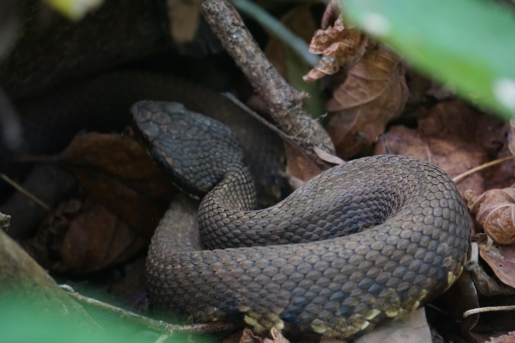 Northern Cottonmouth in October 2023 by Jorge Aguilera. This snake said ...