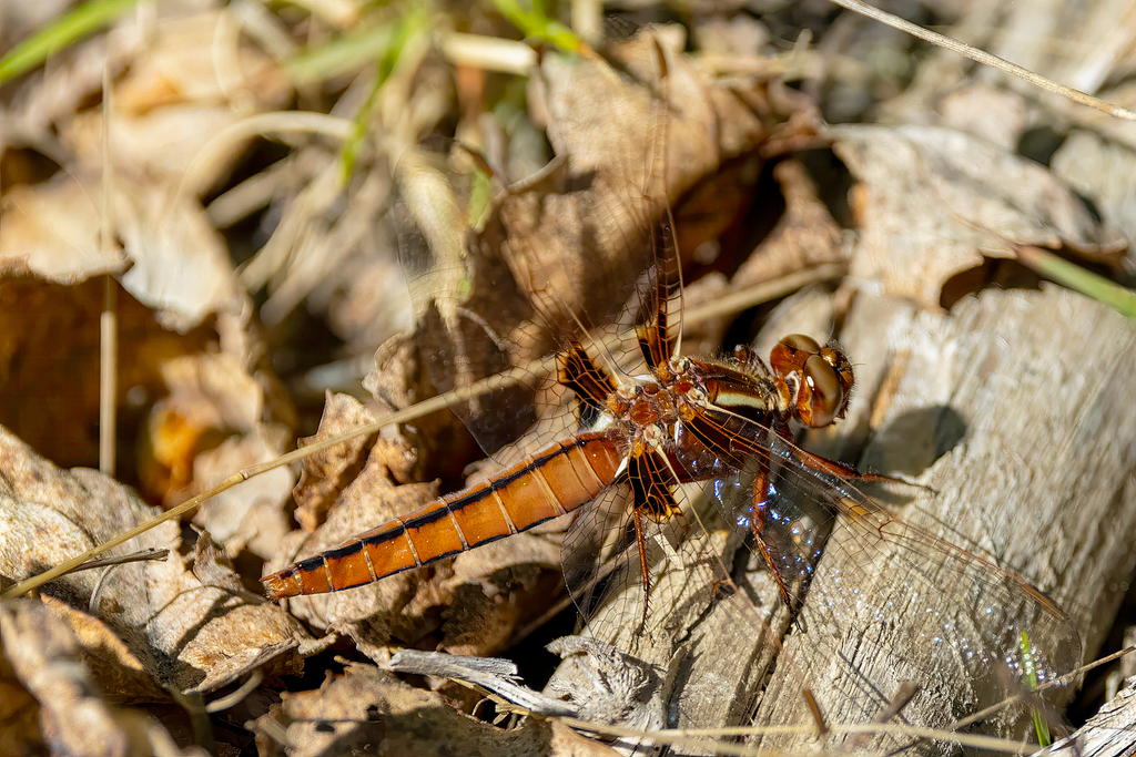White Corporal from Bar Harbor, ME, USA on May 27, 2023 at 01:34 PM by ...