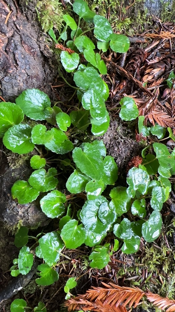 Redwood Violet from Arcata, CA, US on September 27, 2023 at 04:33 PM by ...