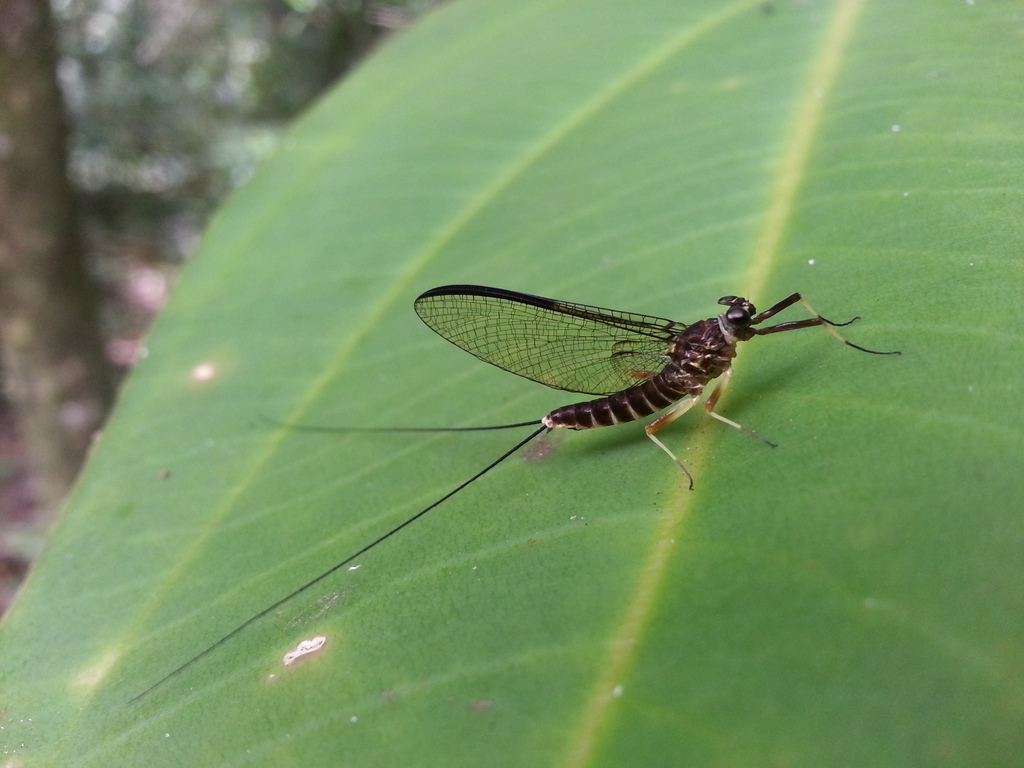 Stream Mayflies from Kinabalu Park, Ranau, Sabah, Malaysia on April 29 ...