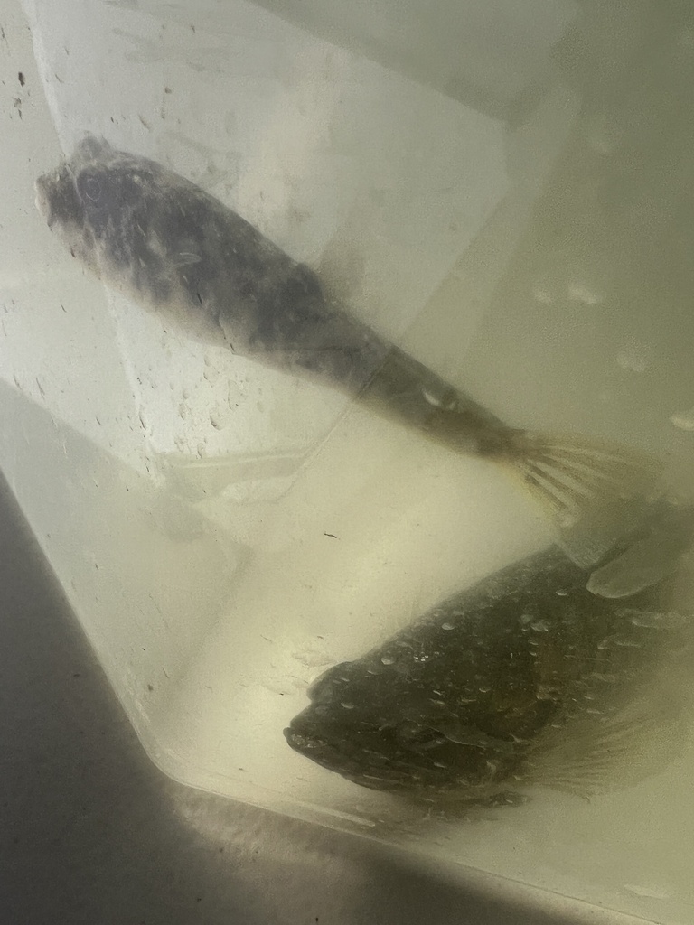 Least Puffer from Chef Menteur Hwy, New Orleans, LA, US on October 13 ...