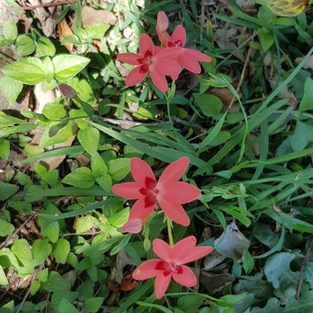 Scarlet Kammetjie from Mount Gravatt East QLD 4122, Australia on ...
