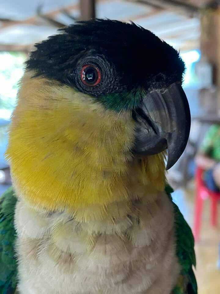 Perico cabeza prieta en septiembre de 2023 por andresr46 · NaturaLista ...