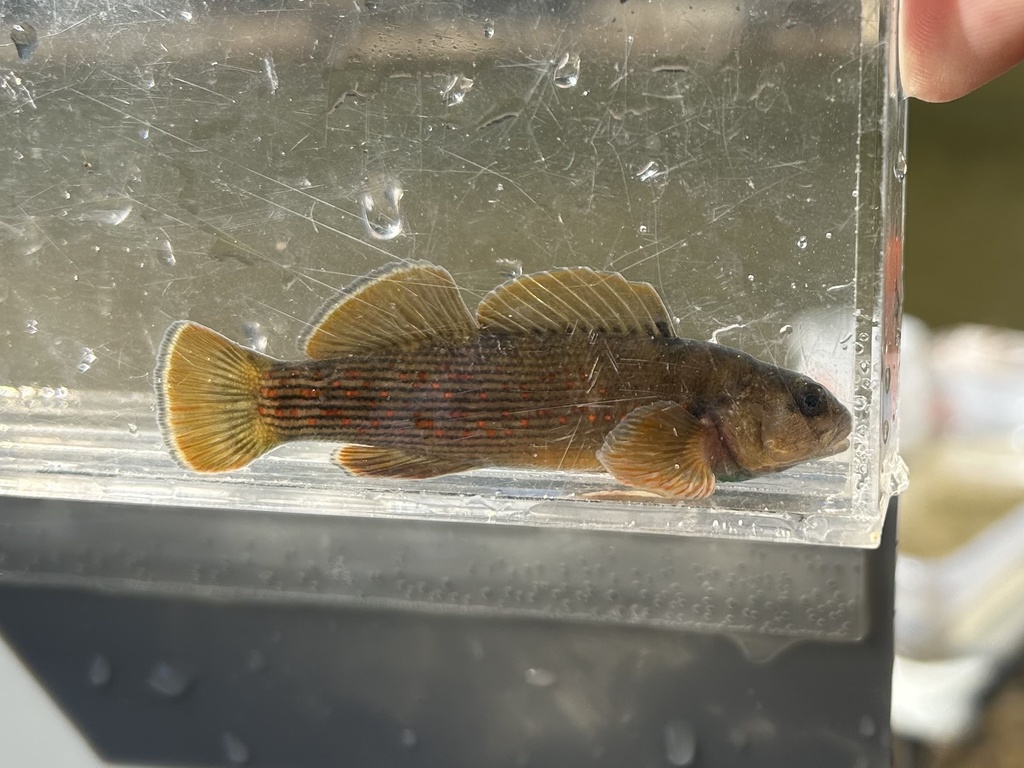 Bluebreast Darter in October 2023 by knp_aquaticzoologist. Licking ...