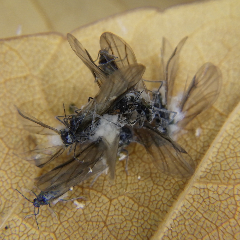 Woolly Aphids and Gall-making Aphids from University District, Spokane ...